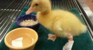 বাড়িতে কি করতে হবে, যদি duckling তার পা এবং উপসর্গ ভাঙ্গা বা ভাঙ্গা