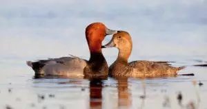 Soorten en beschrijving van wilde eenden, hun habitat en hoe te vermenigvuldigen en wat ze eten