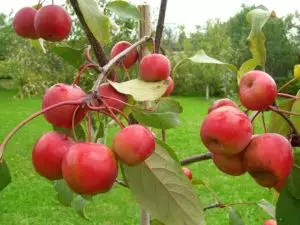 Апісанне і характарыстыкі гатунку Райскіх яблыкаў, пасадка, вырошчванне і сыход