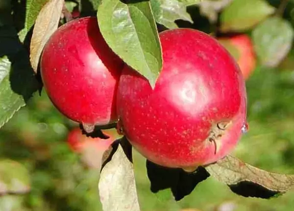 עץ Apple Anis.