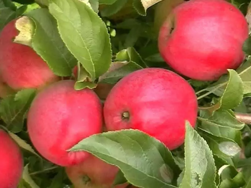 แอปเปิ้ลต้นไม้ Anis