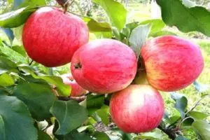 Kuvaus ja ominaispiirteet omenapuiden omenapuita, viljelyalueilla ja erityispiirteillä