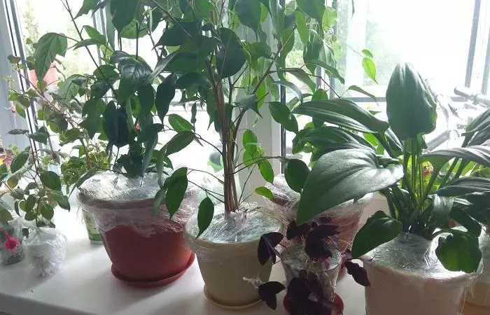 植物在窗台上