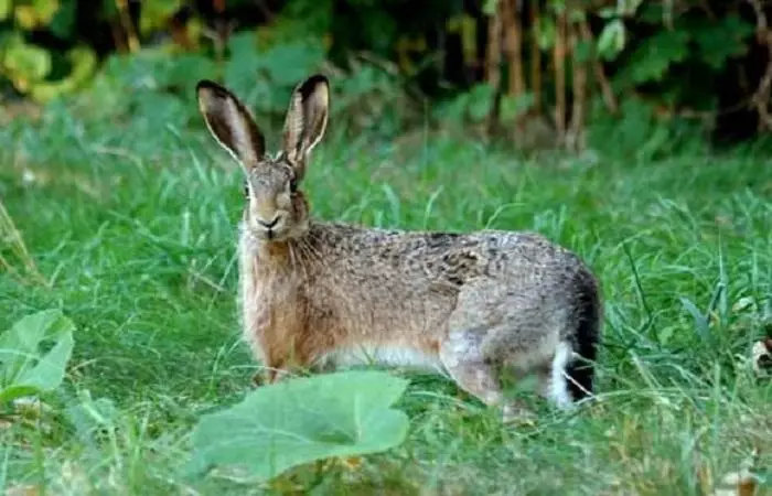 กระต่ายบนทุ่งหญ้า