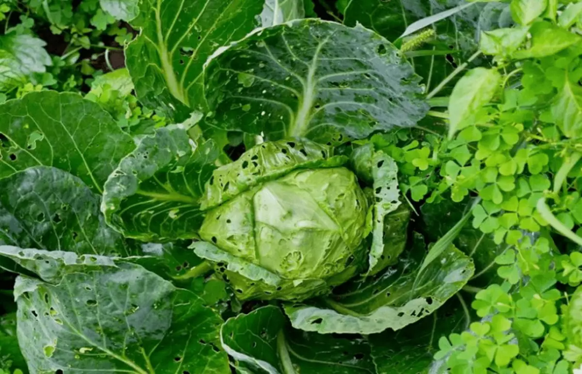 Cabbage in the hole