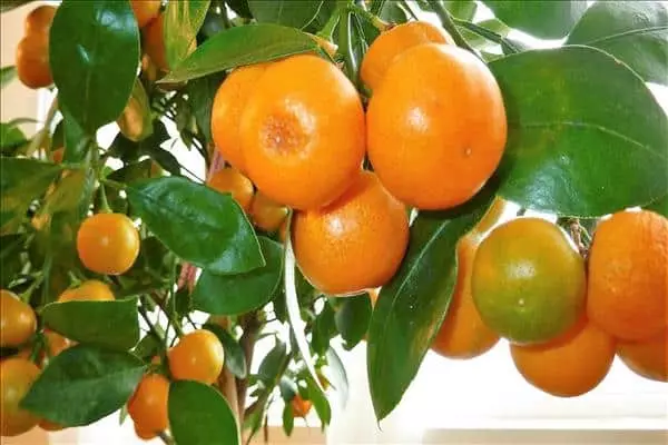 Mandarini di foglie gialle