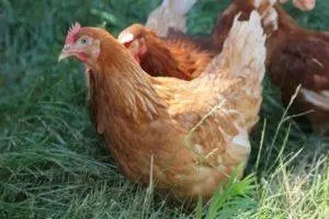 How can you determine the age of chicken, signs and differences between the old bird from the young