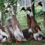 Indian Runner Duck: Beskrivelse av rasen, deres sykdommer og oppdrettsregler 1603_3