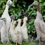 Indijas Runner Duck: šķirnes, to slimību un vaislas noteikumu apraksts 1603_6