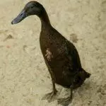 Indian Runner Duck: Beskrivning av rasen, deras sjukdomar och reglerna för avel 1603_7
