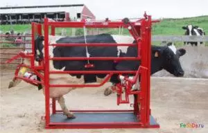 Máy sửa chữa gia súc và chế biến móng guốc và cách tự làm cho nó