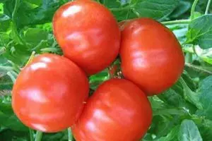 番茄Bourges的描述和特徵