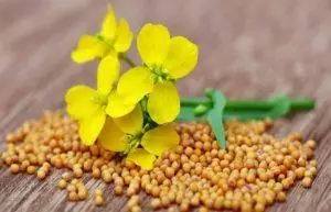 As vantagens e desvantagens da mostarda como siderate, quando semear e quando enterrar