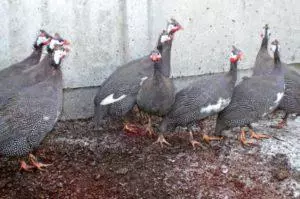 Ar Coloral Zhukovo valgymo Tsearovs: Kaip naudoti paukščius nuo kenkėjų