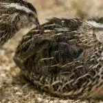 Whyima quail nabe: Sedem û çi bikin li malê 164_10