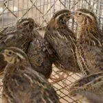 Hvorfor quail ikke farende: grunde og hvad de skal gøre derhjemme 164_12