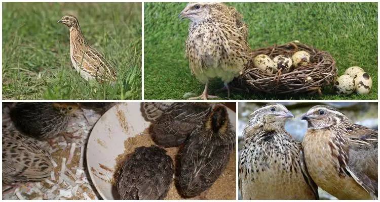 Pagpapakain quail