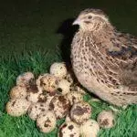 Hvorfor quail ikke farende: grunde og hvad de skal gøre derhjemme 164_9