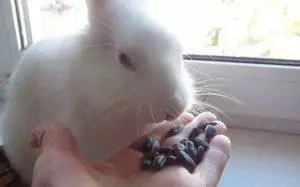 Je možné dať semená králikom, nuansom kŕmenia a kontraindikácií