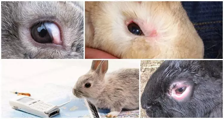 Zašto se gledaju zečje oči