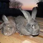 Waarom de ogen van het konijn zullen worden bekeken: redenen en hoe te behandelen thuis 1651_3