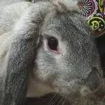 Dlaczego oczy królika będą oglądane: powody i jak leczyć w domu 1651_4