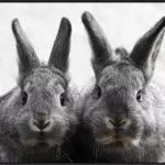 Warum werden die Augen des Kaninchens beobachtet: Gründe und wie zu Hause behandeln sollen 1651_5