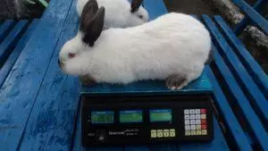 Hoeveel gemiddeld Rabbit weegt en tabelindicatoren per maand, vleesopbrengst