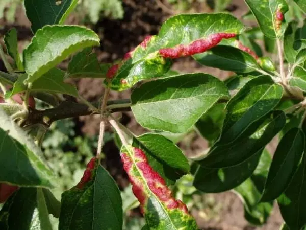 Apple Tree Leaves Twist- ը եւ կարմրությունը