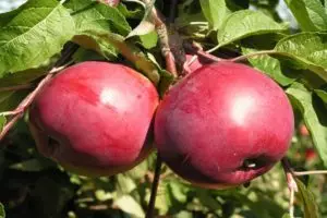 Opis stopnje rubin jabolk, značilnosti zimske trdnosti in vrtnarji