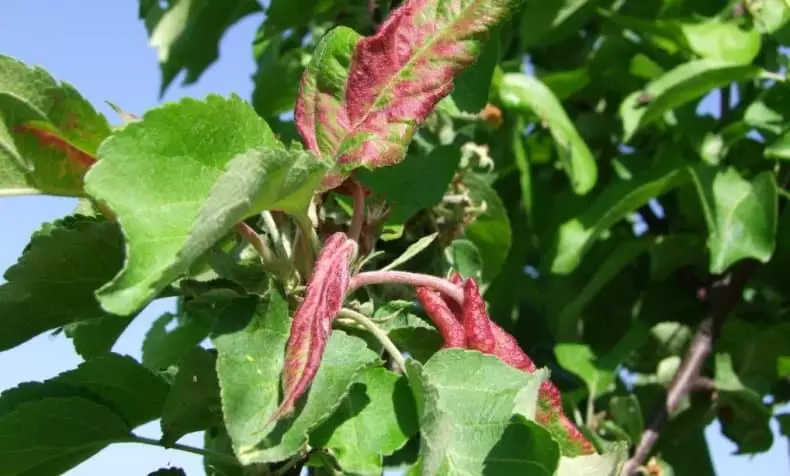 Apfelbaum verlässt Twist und erröten