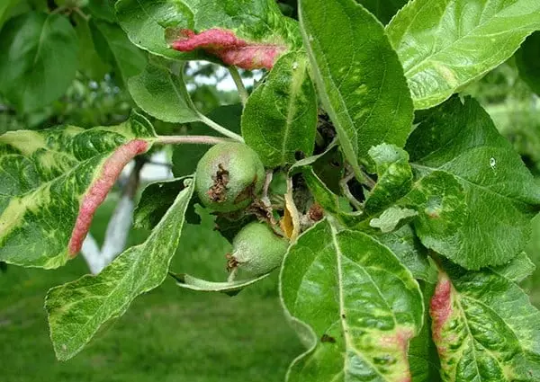 Apple tree listy twist a červenat