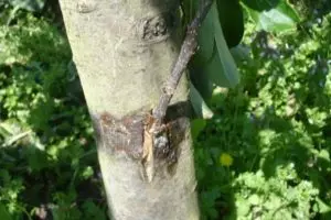 What can be instilled in a colonum apple tree and how to do it