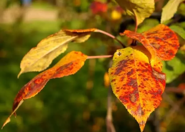 Apple Tree Leaves Twist- ը եւ կարմրությունը