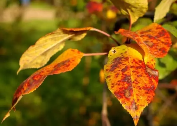 Miti ya apple inachapwa na kuchanganya