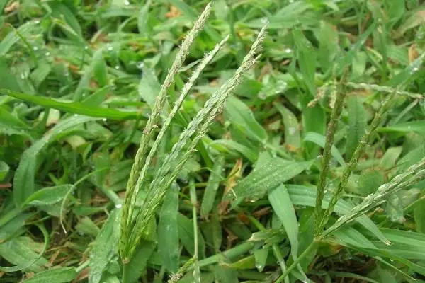 Bermuda gräs