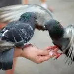 Is het mogelijk om te voeden met duiven met zaden: hoe u aan voedsel toe te voegen 167_1