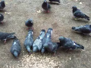 Est-il possible et comment nourrir un petit-déjeuner de pigeons, de pros et de contre du produit