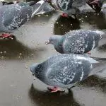 Est-il possible de nourrir avec des pigeons avec des graines: comment ajouter à la nourriture 167_5