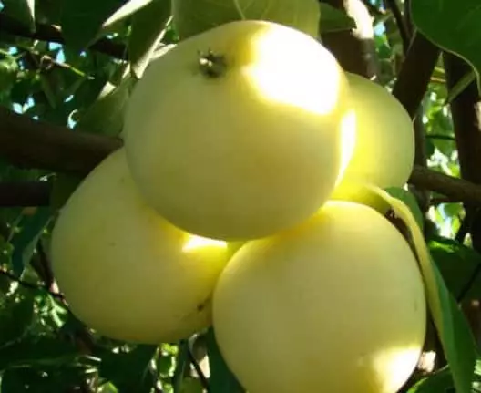 Semi-gekleurde appelboom