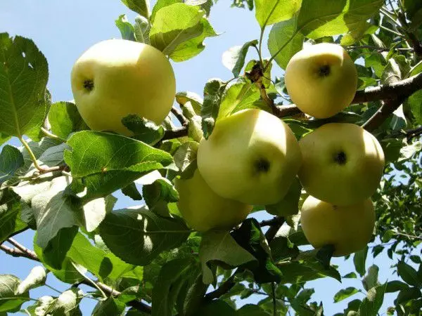 Yarı renkli elma ağacı