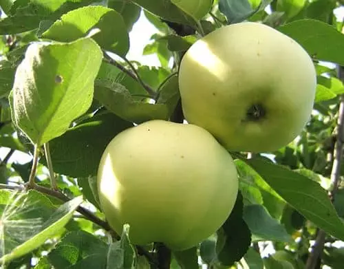 Apple Tree Paping.