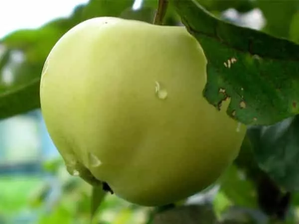 Apple Tree Paping
