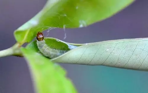 Caterpillar pe un măr