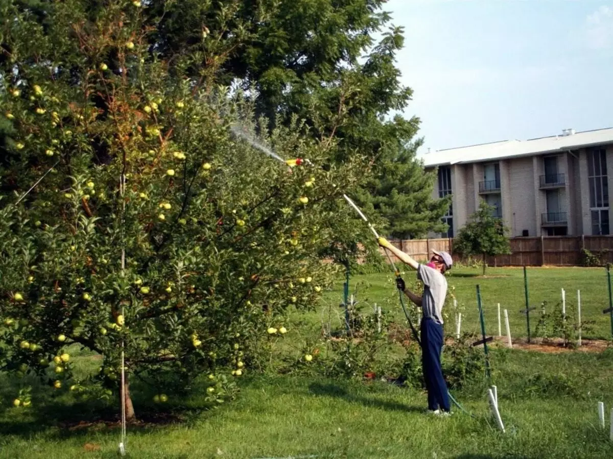 噴灑蘋果樹