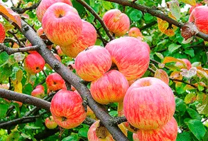 Descripción y características de los manzanos Salvador de Apple Salvador, historia y características crecientes