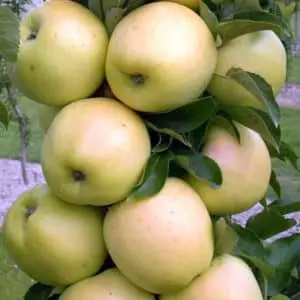 Beschreibung und Merkmale der Apfelmedaille Sortieren, Wachsungs- und Pflegeregeln