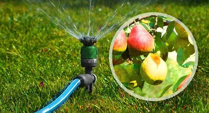 सेब के पेड़ों को पानी देना