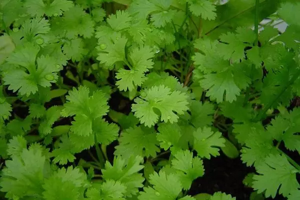 Green Parsley.