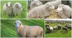Deskripsyon ak karakteristik mouton ki nan kwaze a Tsigay, règleman yo nan kontni yo